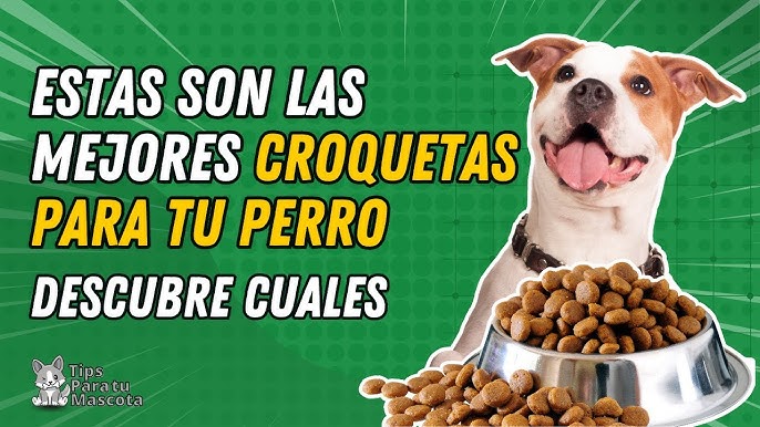 Cuales Son Los Mejores Alimentos Para Perros