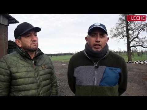 Cama caliente: Más confort y producción de leche