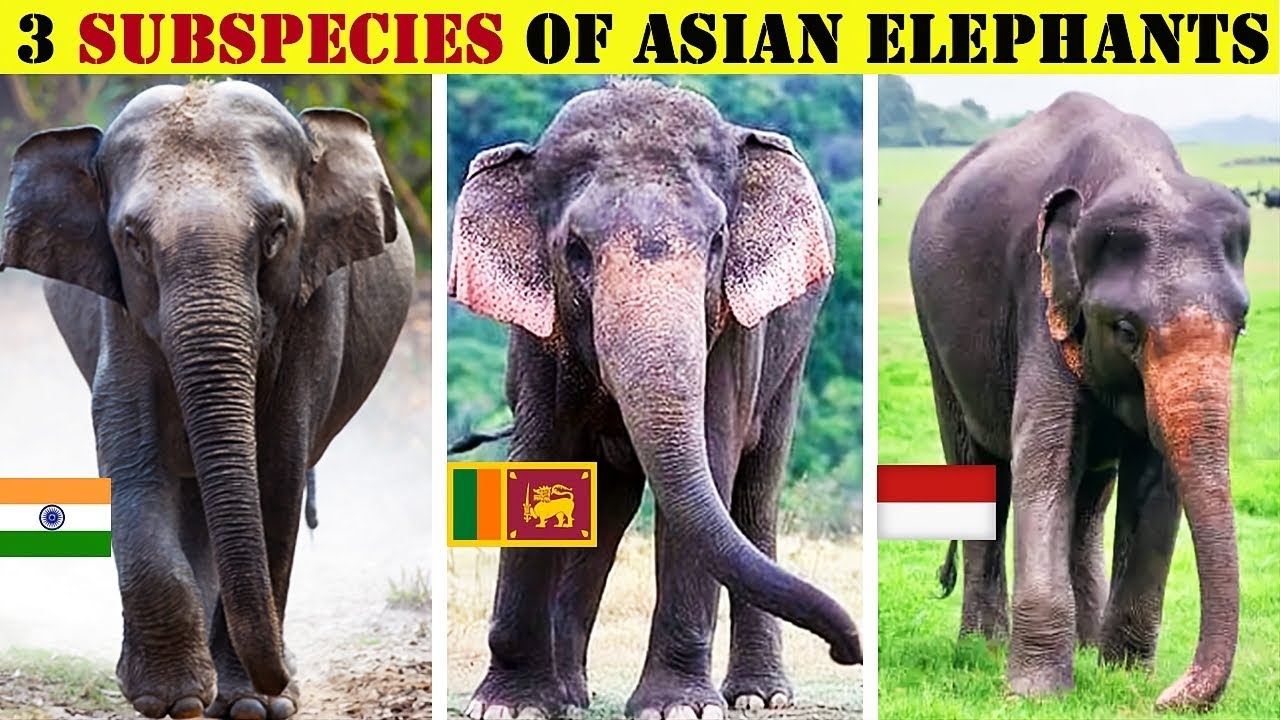 Elephant Subspecies