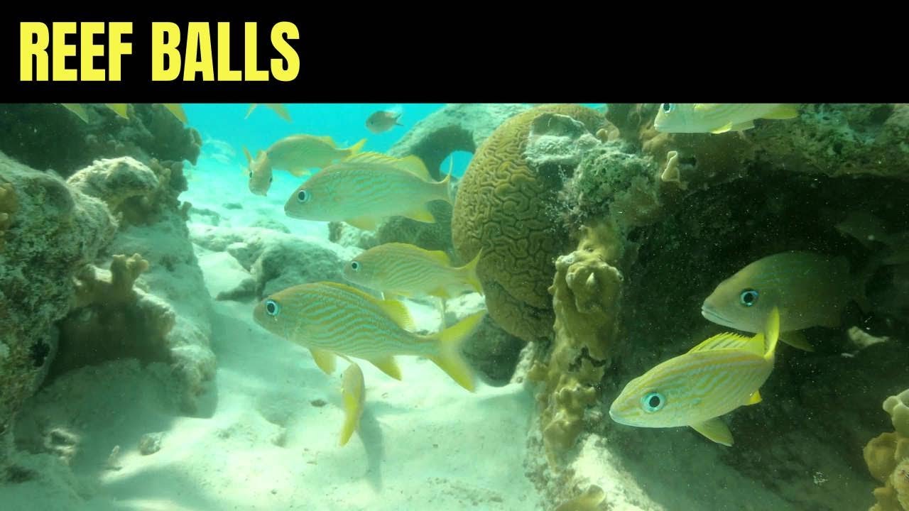 Reef Balls | Caribbean Marine Wildlife | Relaxing - YouTube