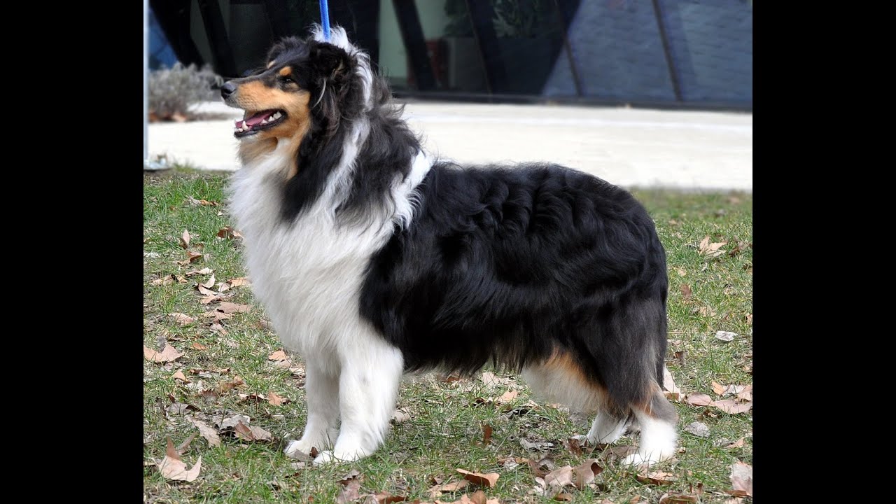 NYITRAMENTI MONTE CRISTO "Chris" . 10 months old rough collie. - YouTube