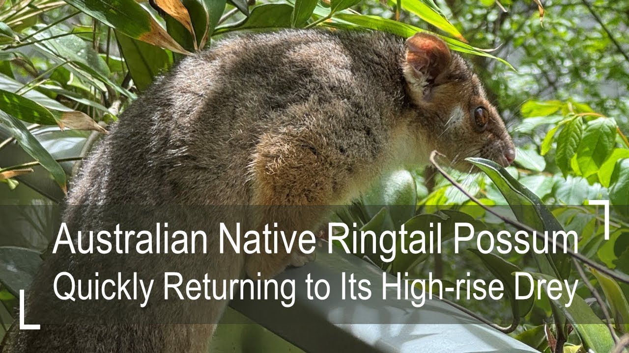 Australian Native Ringtail Possum Quickly Returning to Its Drey on a ...