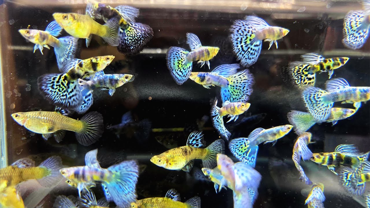8 jenis ikan hias air tawar cantik yang bisa dipelihara di pot bunga ...