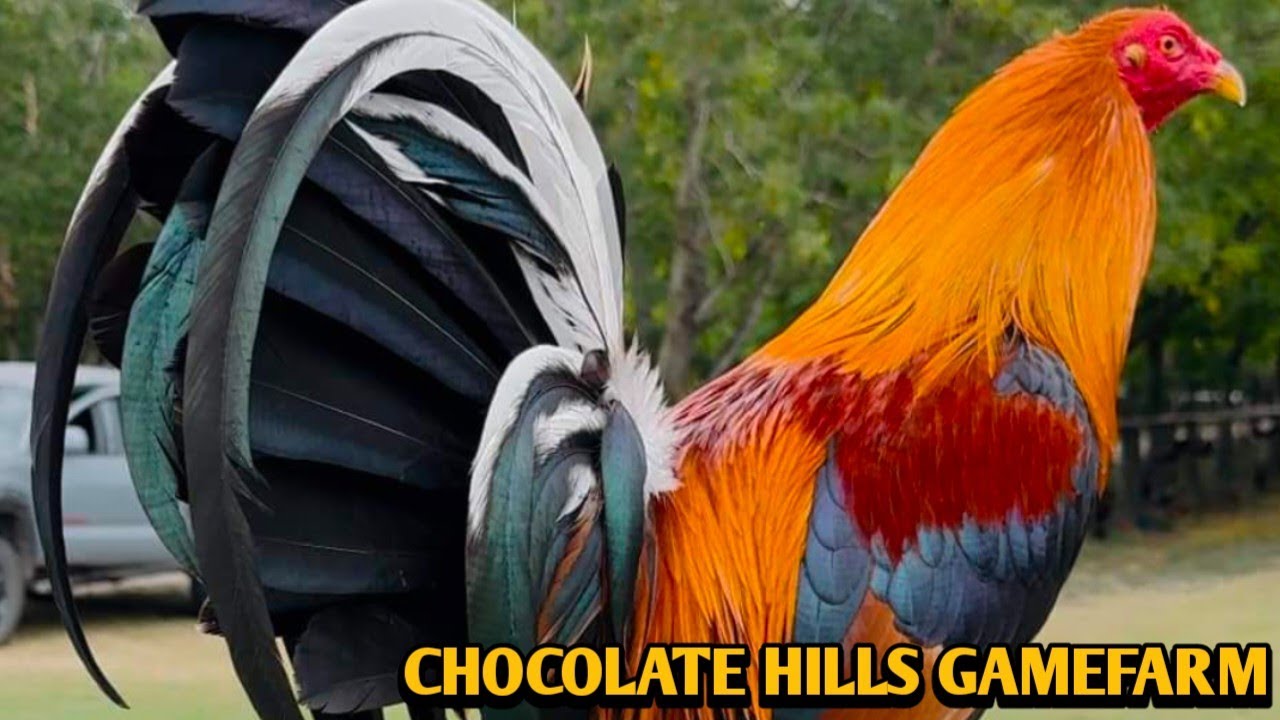 Sweater Grey Kelso - CHOCOLATE HILLS FARM - YouTube