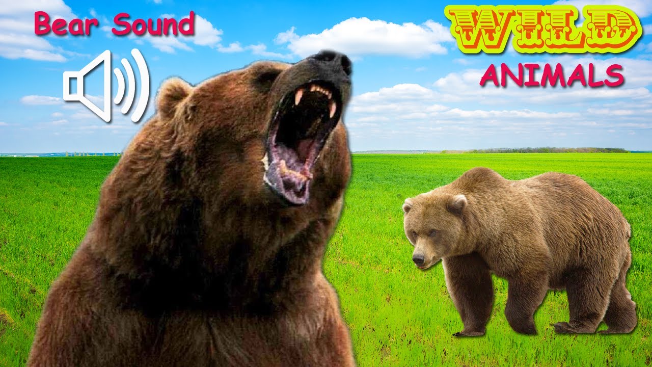 BEAR SOUNDS - Bear Roar - Wild Animals (4K) - YouTube