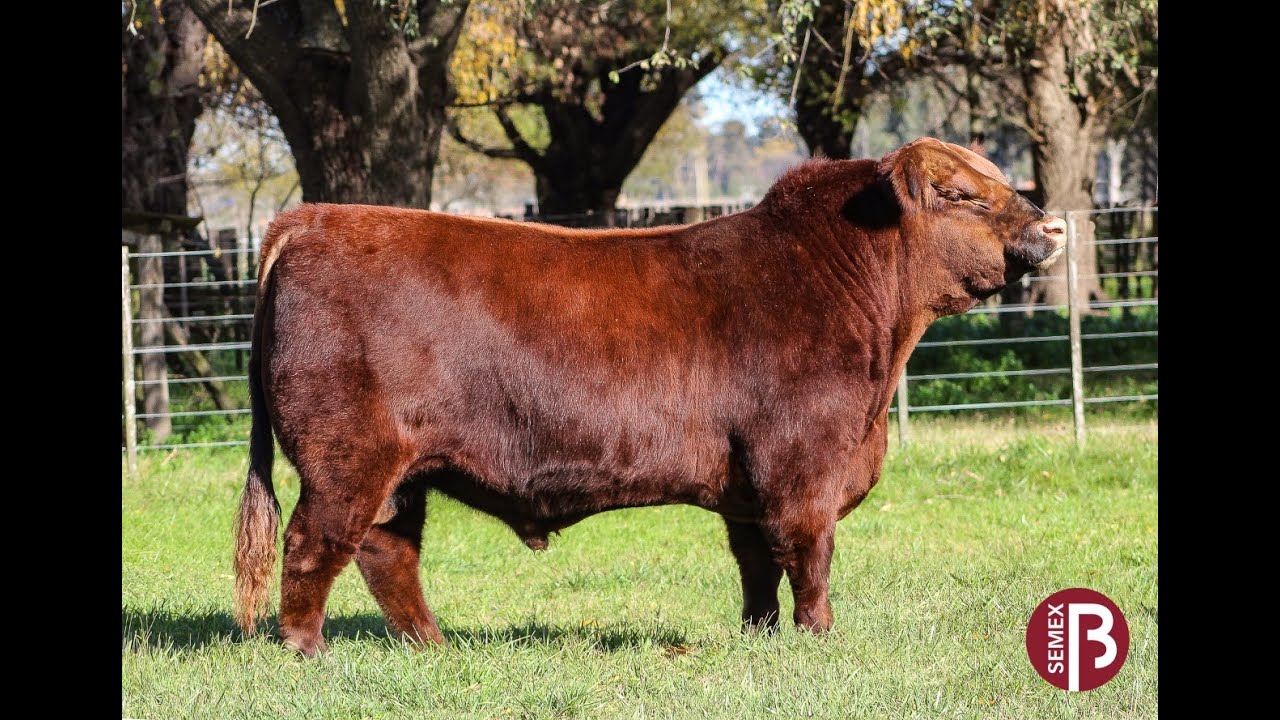 CHICAGO - ANGUS COLORADO - SEMEX ARGENTINA - YouTube