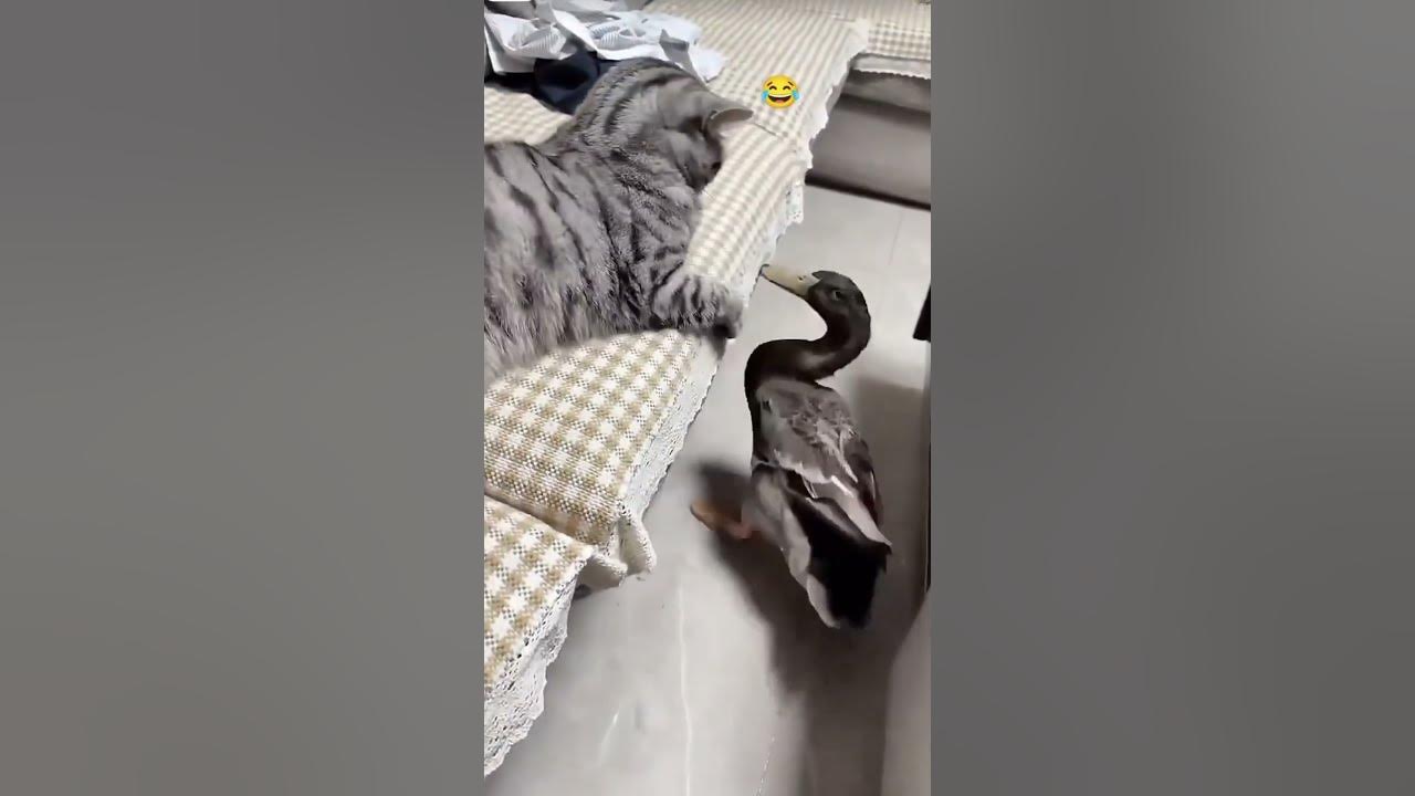 Battle of the Century: When a Cat Meets a Feisty Duck… Who Wins? 😂😂💥 - YouTube