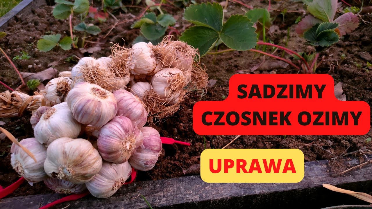 Czosnek ozimy jak sadzić Kiedy sadzimy czosnek zimowy Po jakich ...