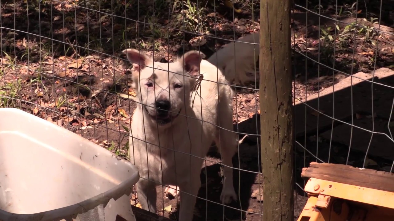 67 Animals Rescued by MHS, HSPCA, and Other Organizations - YouTube