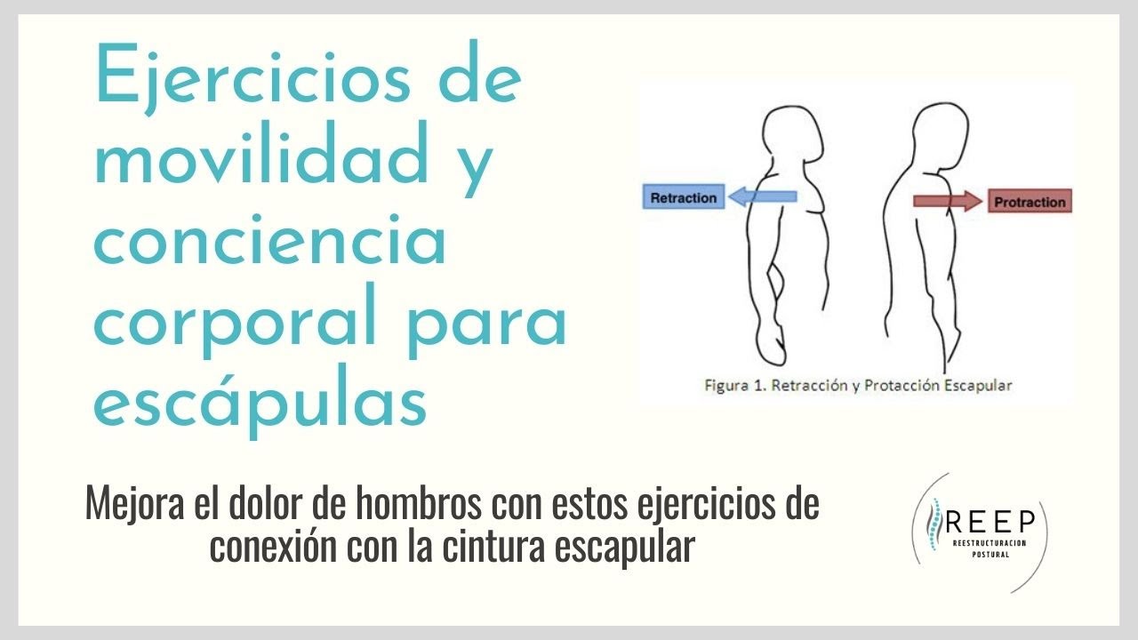 Movimientos de la escapula. Retracción y protracción. Elevación y ...