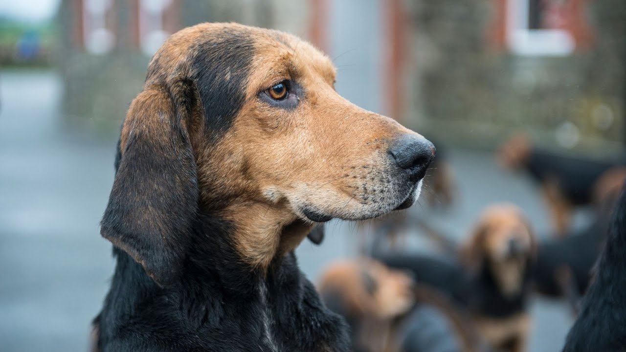 Training a Bloodhound to Track Scents: Step by Step Guide - YouTube