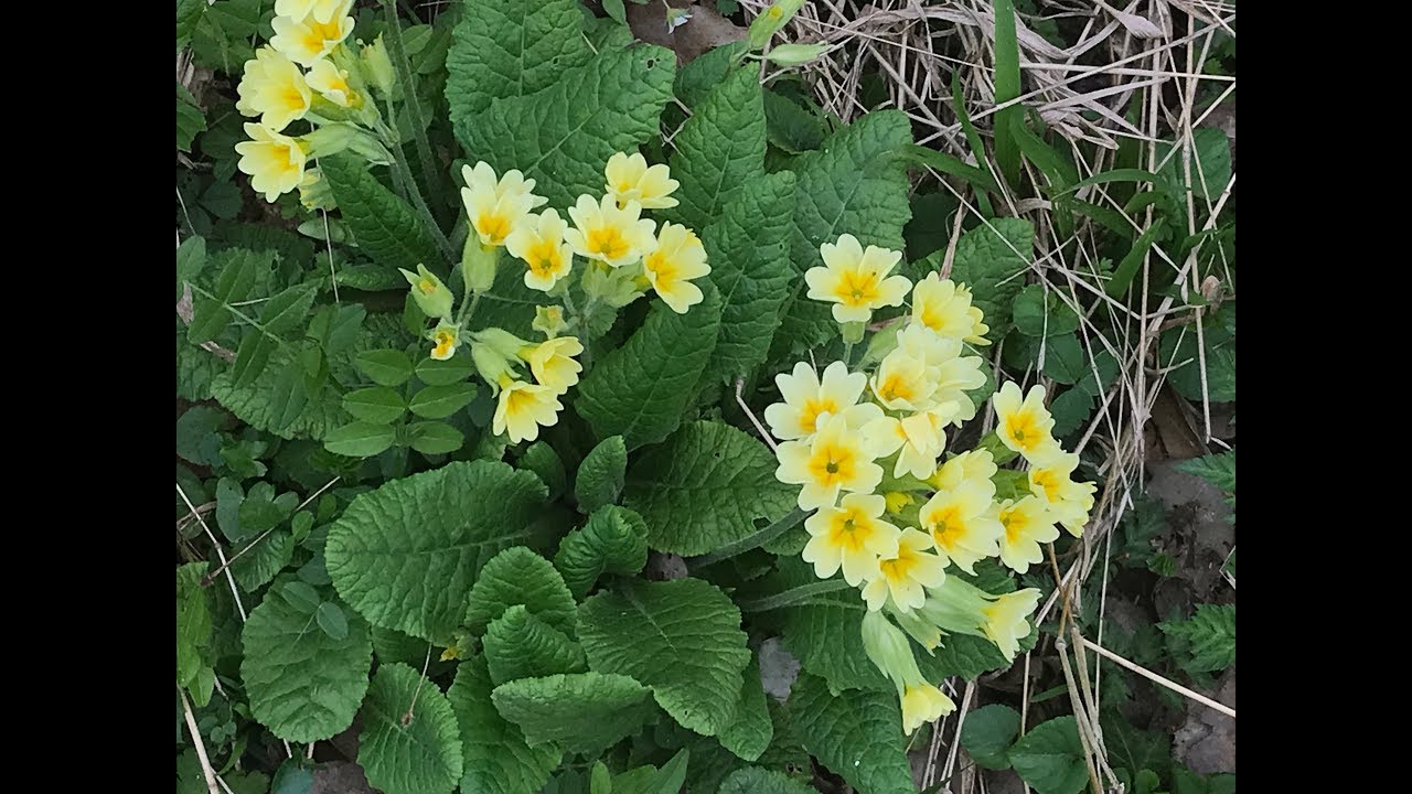 Coucou ou Primevère officinale 'Primula veris' et primevère 'Primevère ...