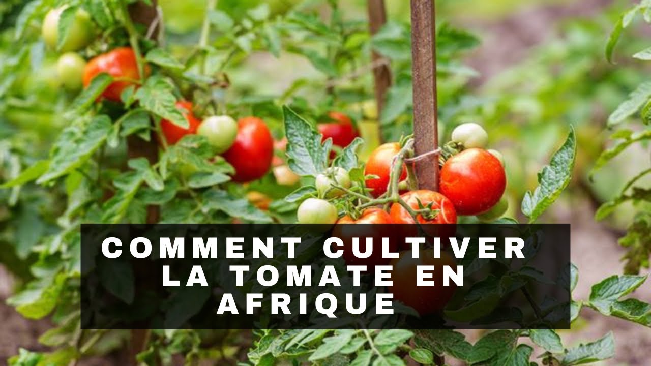 COMMENT RÉUSSIR A CULTIVER LA TOMATE EN AFRIQUE - YouTube