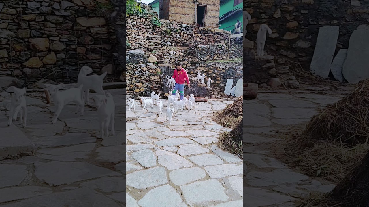 Pahadi culture - YouTube