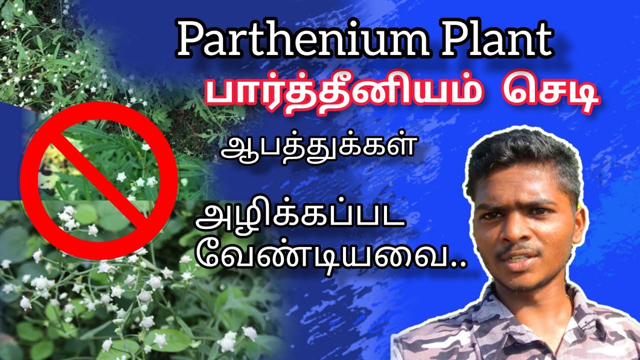 Parthenium Plant Explain | பார்த்தீனியம் செடி | #historical # ...