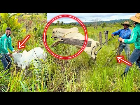 BEZERRO BRAVO FUGIU DA FAZENDA, CORREMOS NO MATO PRA PEGAR 😱