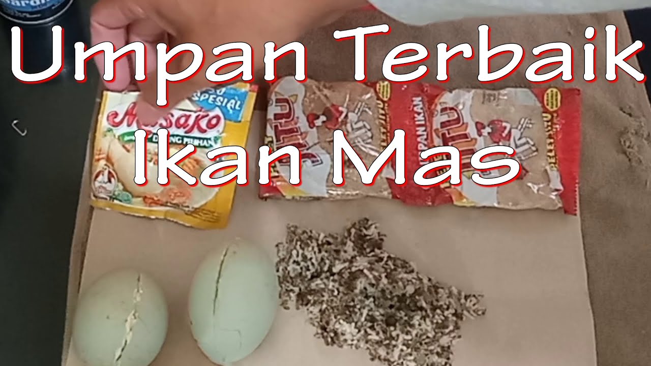 UMPAN IKAN MAS TERBAIK JITU MERAH SOLUSINYA - YouTube