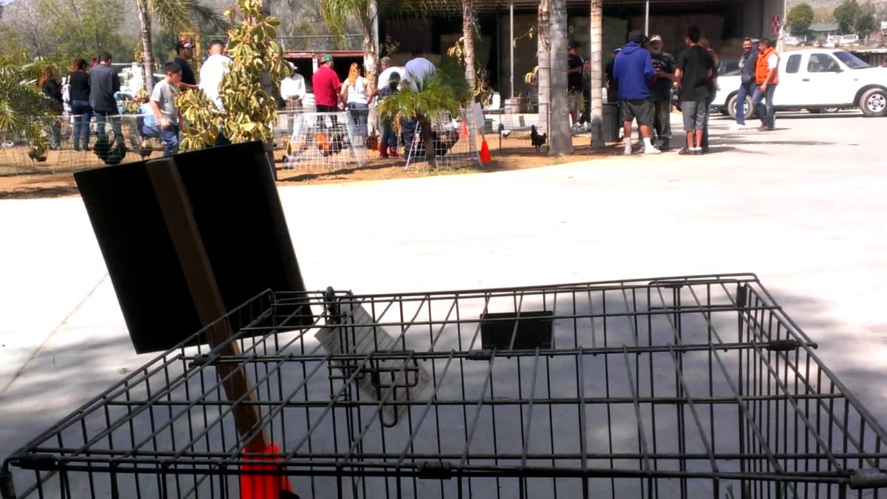 Gamefowl show Riverside, california - YouTube