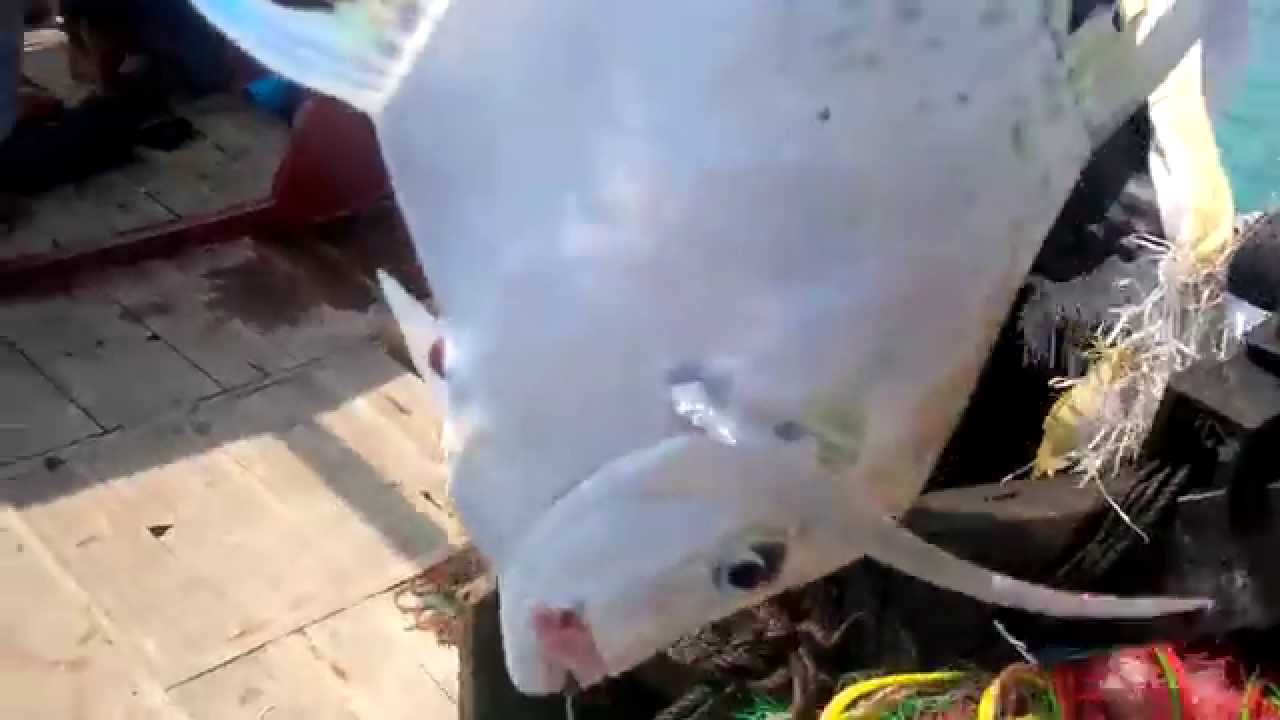 Ikan Kue Rambe atau Diamond Travely kedua Mancing Mania Cangkol Cirebon ...