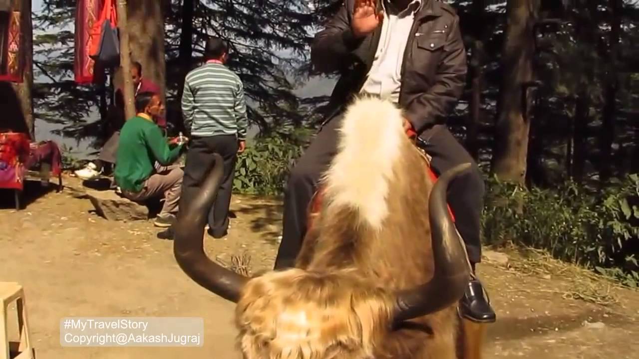 Yak Ride In Kufri Shimla Himachal Pradesh - YouTube