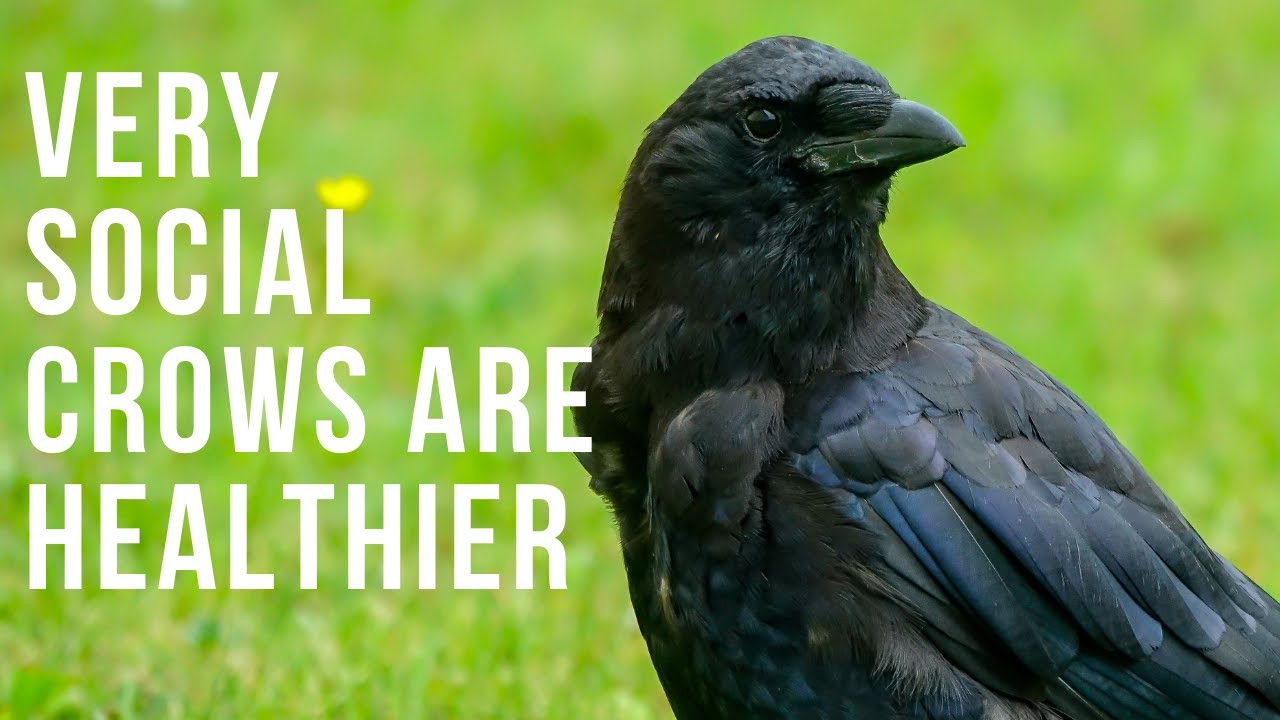 Very Social Crows Are Healthier - YouTube