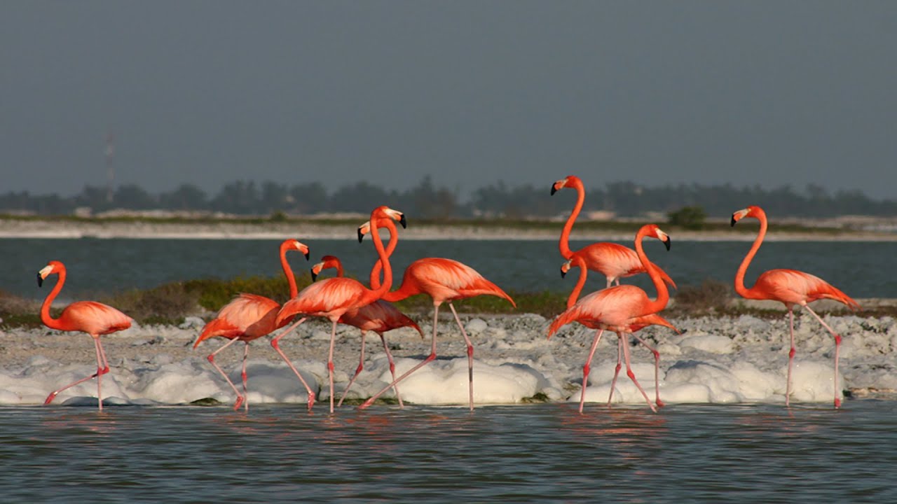 Flamingos arrive in Rio Lagartos,Yucatan for mating and nesting -Join ...