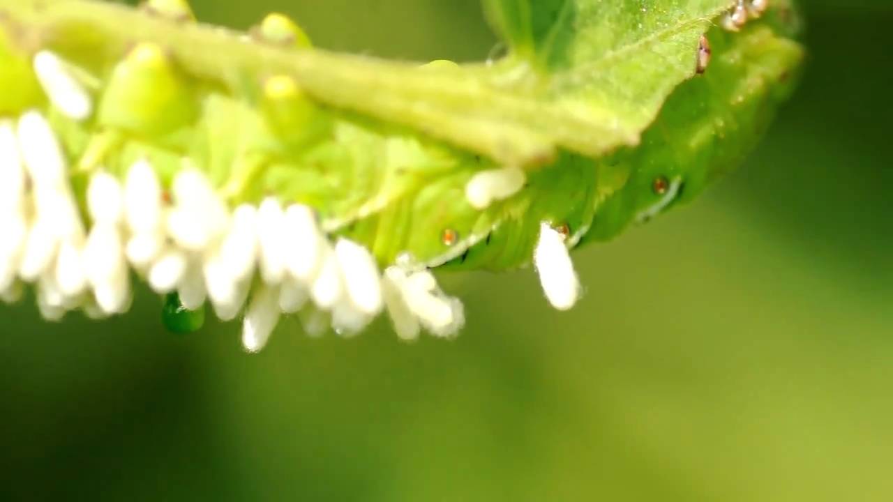 Tomato Hornworm with Braconid Wasp infestation. - YouTube