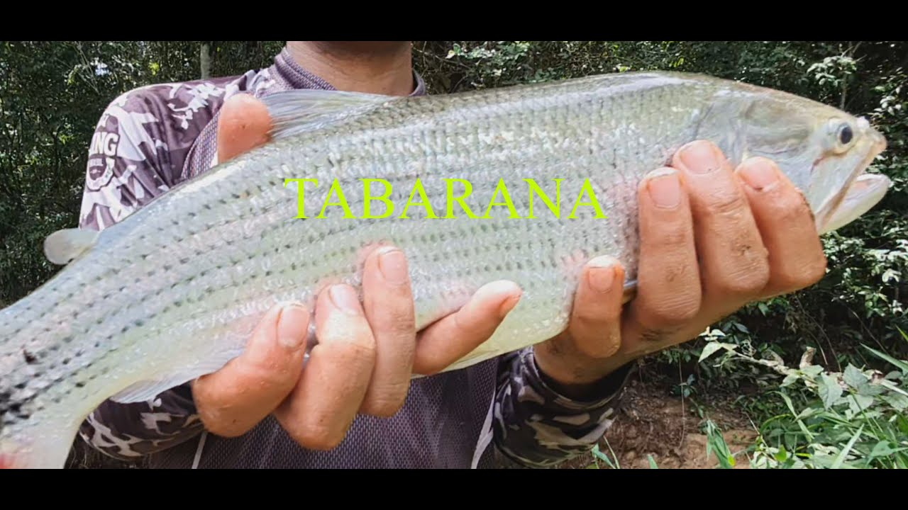 PESCA DE TABARANA RIO JACARÉ PEPIRA BROTAS - YouTube