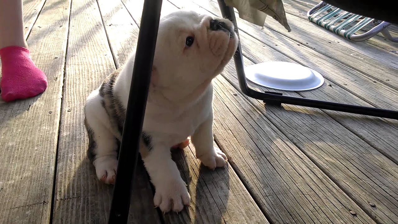 2 of our English Bulldog puppies snuck out onto the deck! - YouTube