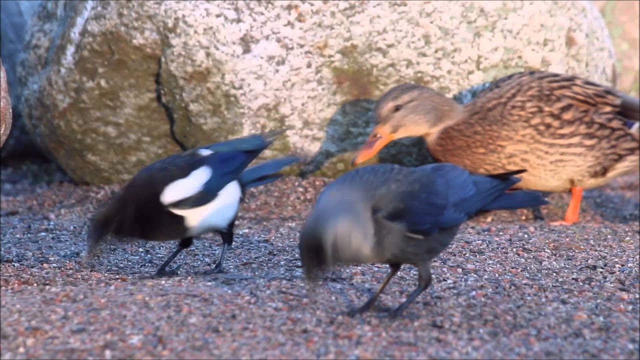 December birds - part 3 - YouTube