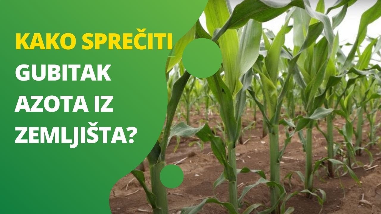 Nitrogenius: Na prirodan način ZADRŽITE azot u zemljištu! - YouTube