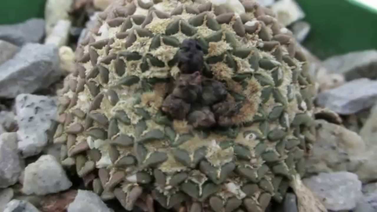 Ariocarpus kotschoubeyanus - Living Rock Cactus - Old Specimen - YouTube
