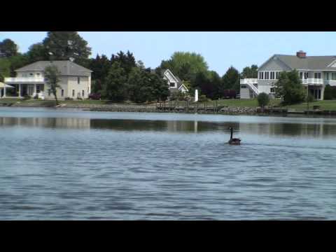 Birds on Red Mill Pond 2011-05-11.m4v - YouTube