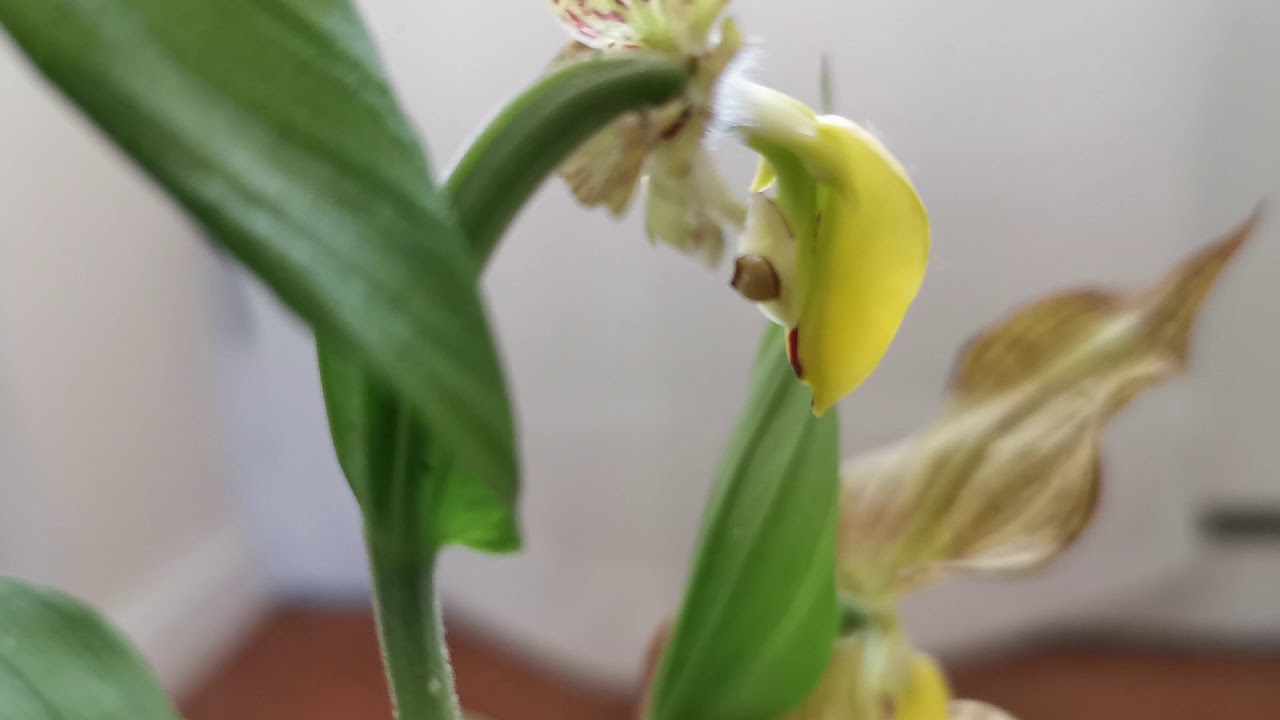 How to hand pollinate Cypripedium Lady's Slipper Orchids part 2 - a ...