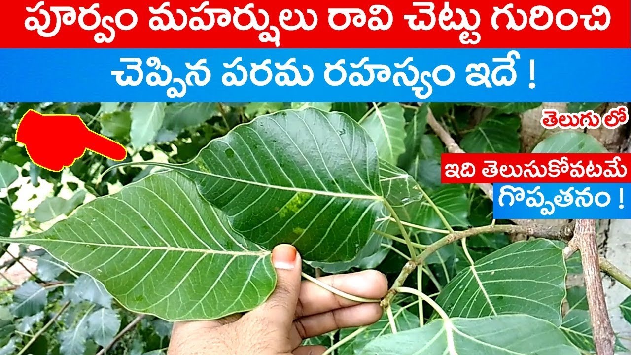పూర్వం మహర్షులు రావి చెట్టు గురించి చెప్పిన పరమ రహస్యం ఇదే ...