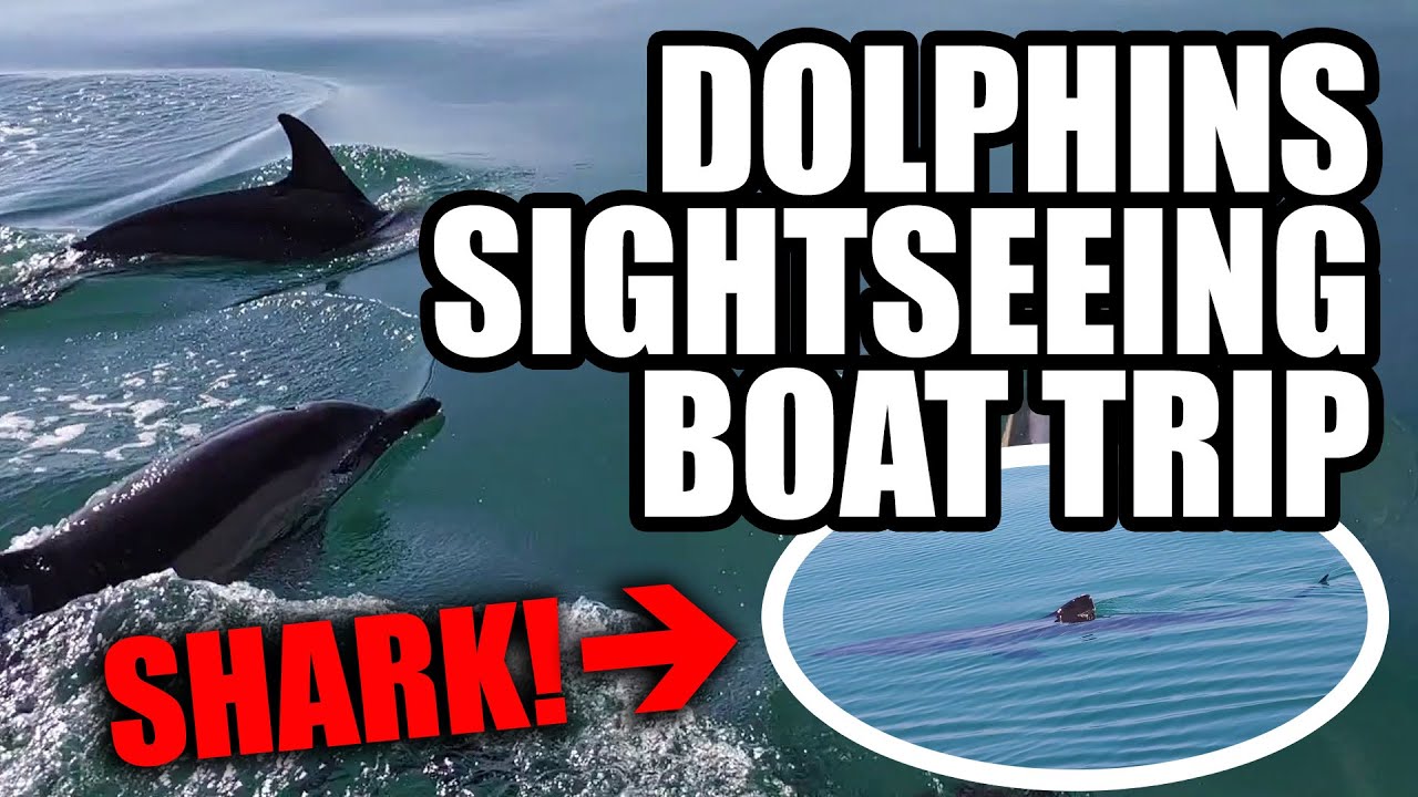 Grassholm Island and dolphins sightseeing boat trip with rare shark ...