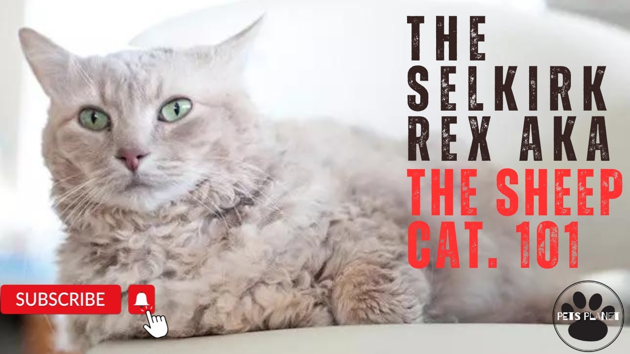 The Selkirk Rex AKA The Sheep Cat. 101 #cat #SelkirkRex - YouTube