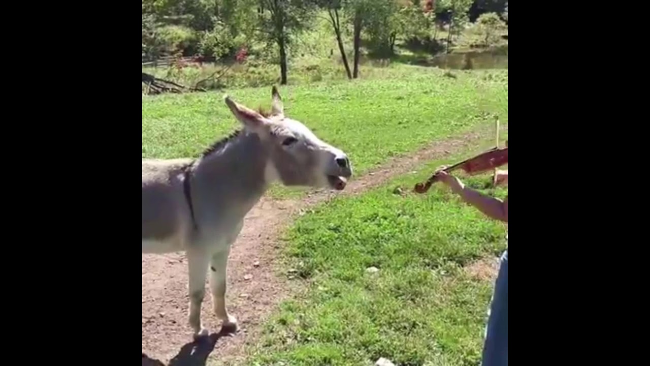 Donkey Best Singer Happy Life - YouTube