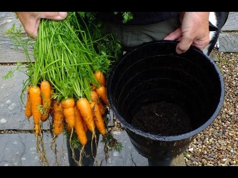 How to grow Organic Carrots in buckets , '1 week, 2 week, & 4 week ...