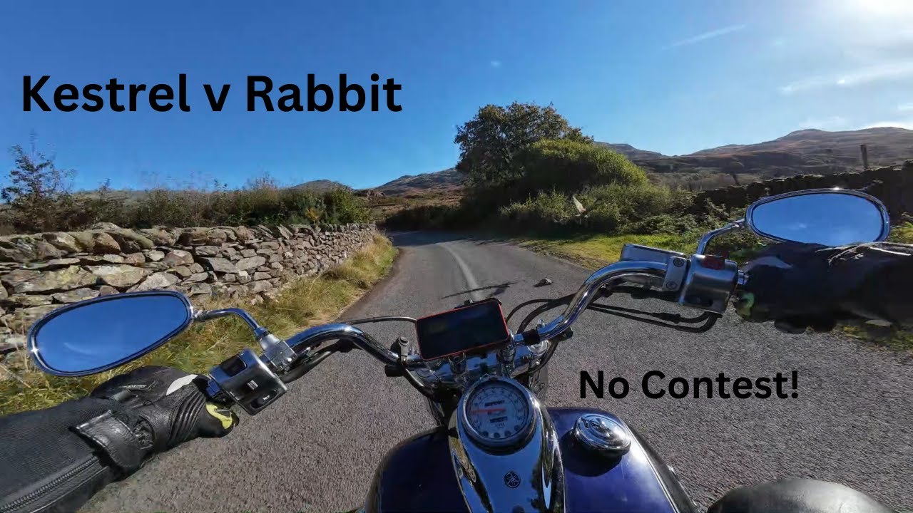 Kestrel v Rabbit (No Contest!) - YouTube