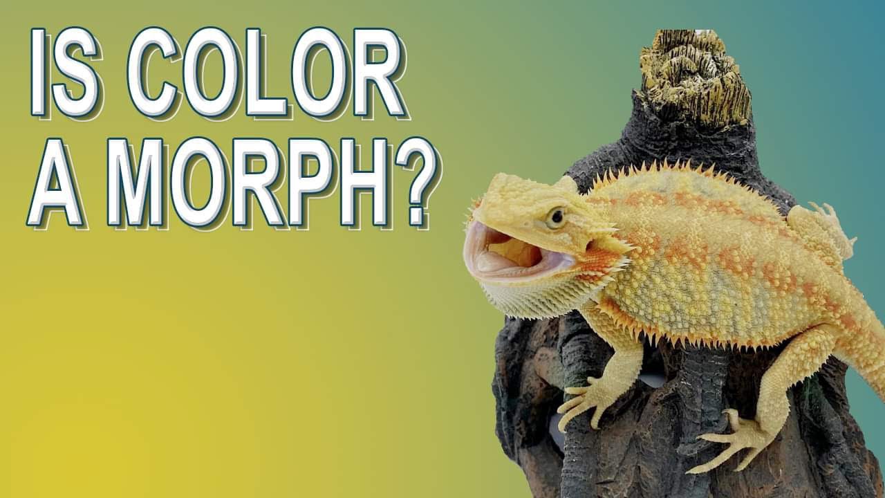Is Color a Morph? - YouTube