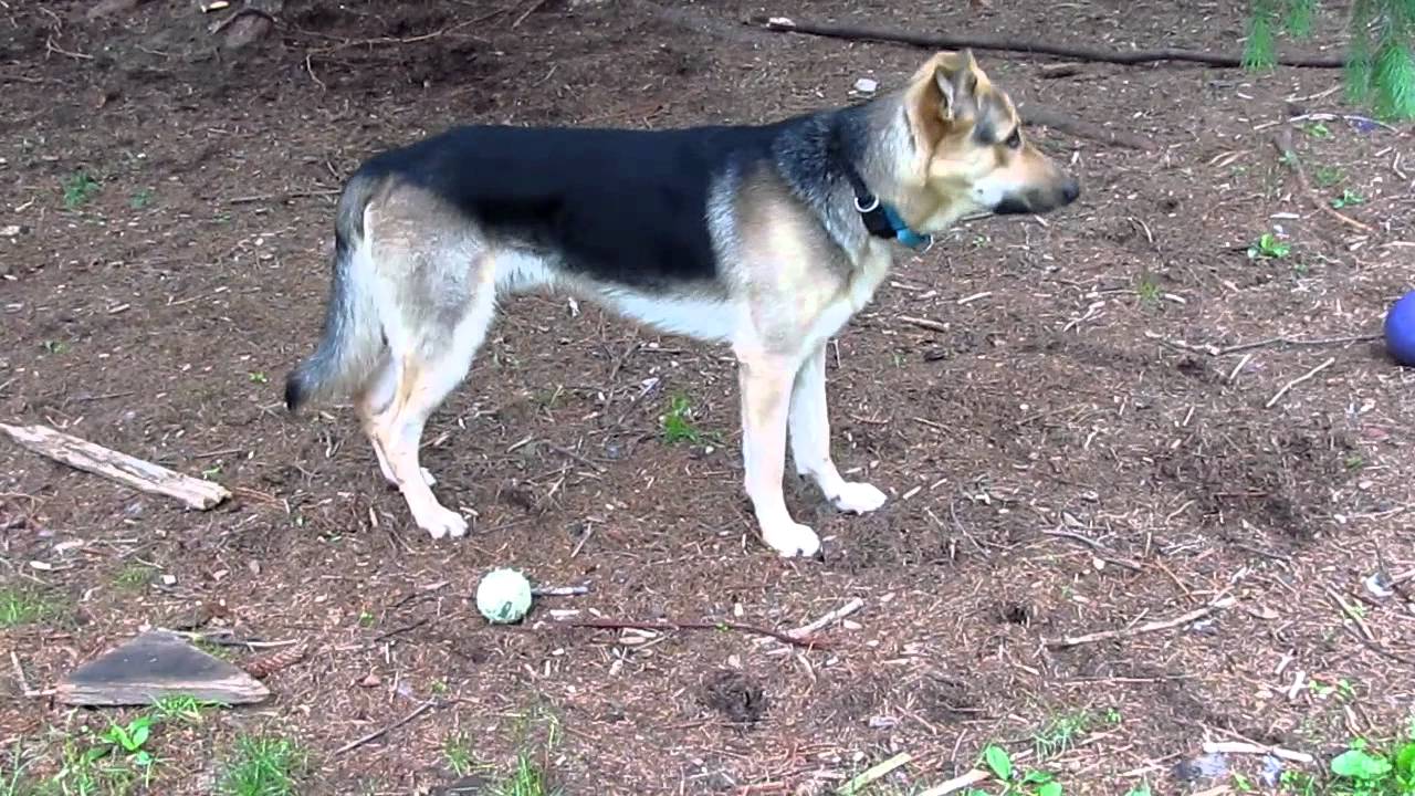 Sherman the Shepherd - YouTube