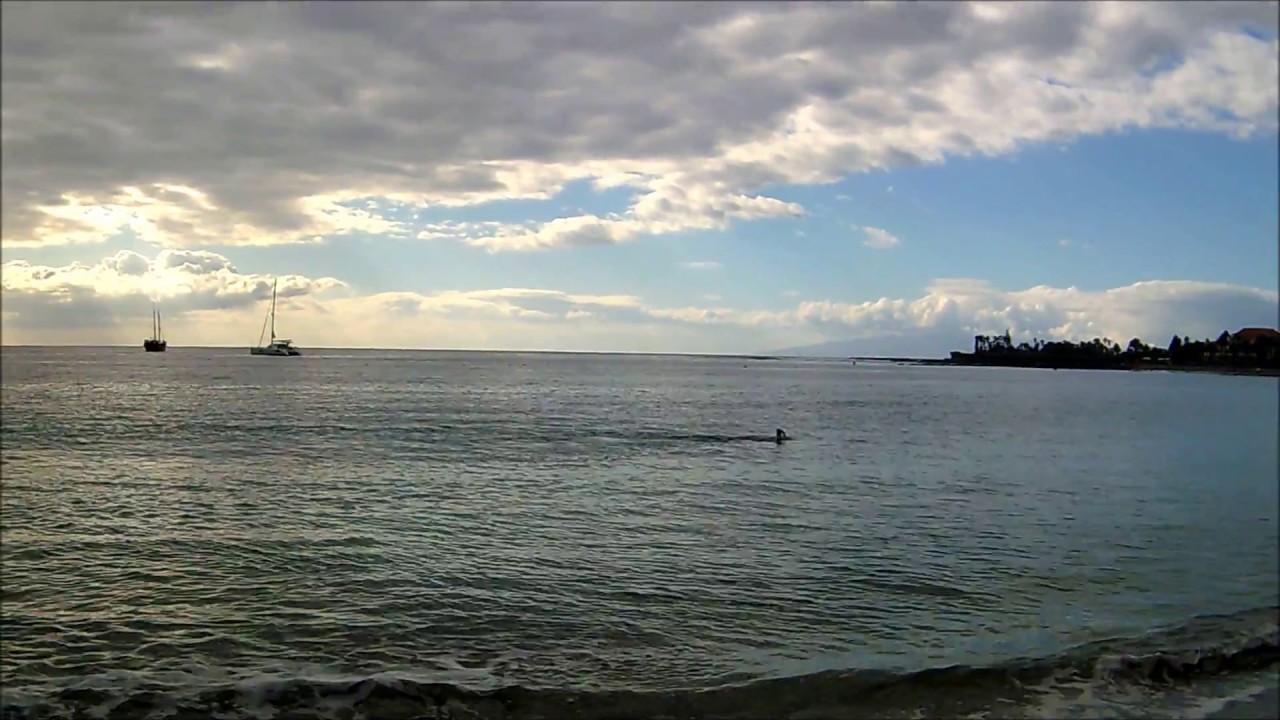 Total Immersion - Shinji Takeuchi - Graceful Freestyle Swimming - Terry ...