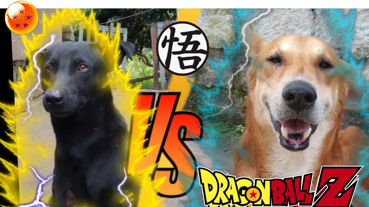 DRAGON BALL DOGS / BOB VS TOMMY / DOGG BALL Z #dragonballz # ...