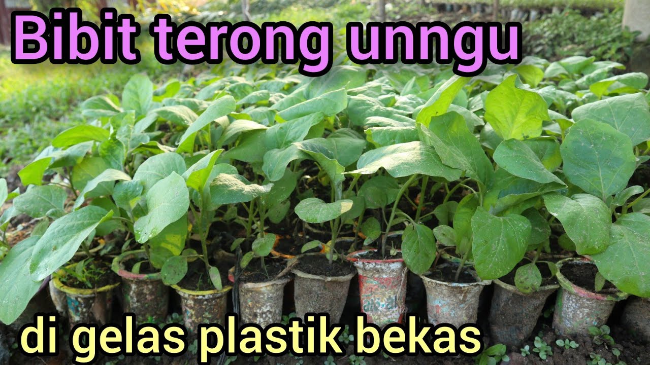Bibit terong ungu di gelas plastik bekas. Tumbuh subur siap untuk di ...