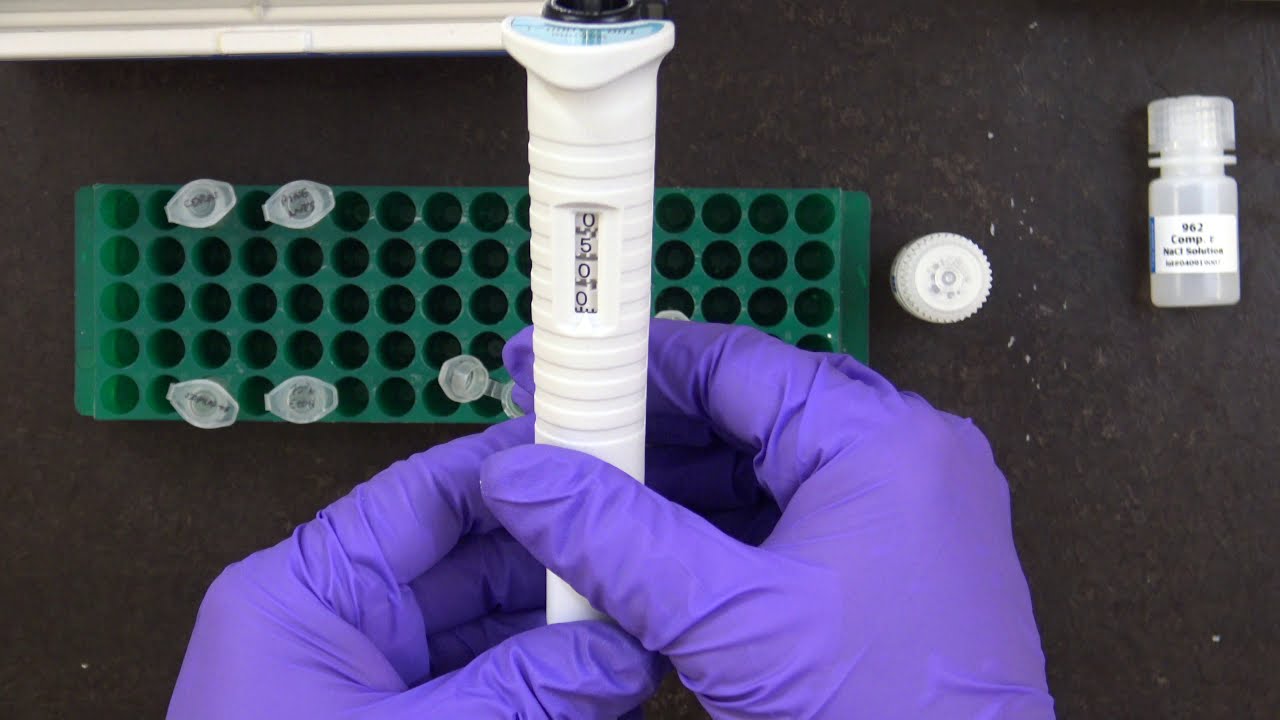 PNW Biology Genetics GMO Lab DNA Extraction - YouTube