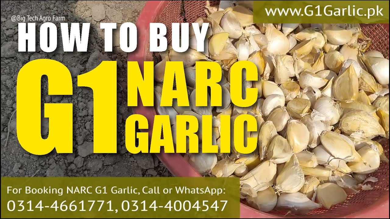 How to buy NARC G1 Garlic in Pakistan - g1garlic.pk - YouTube