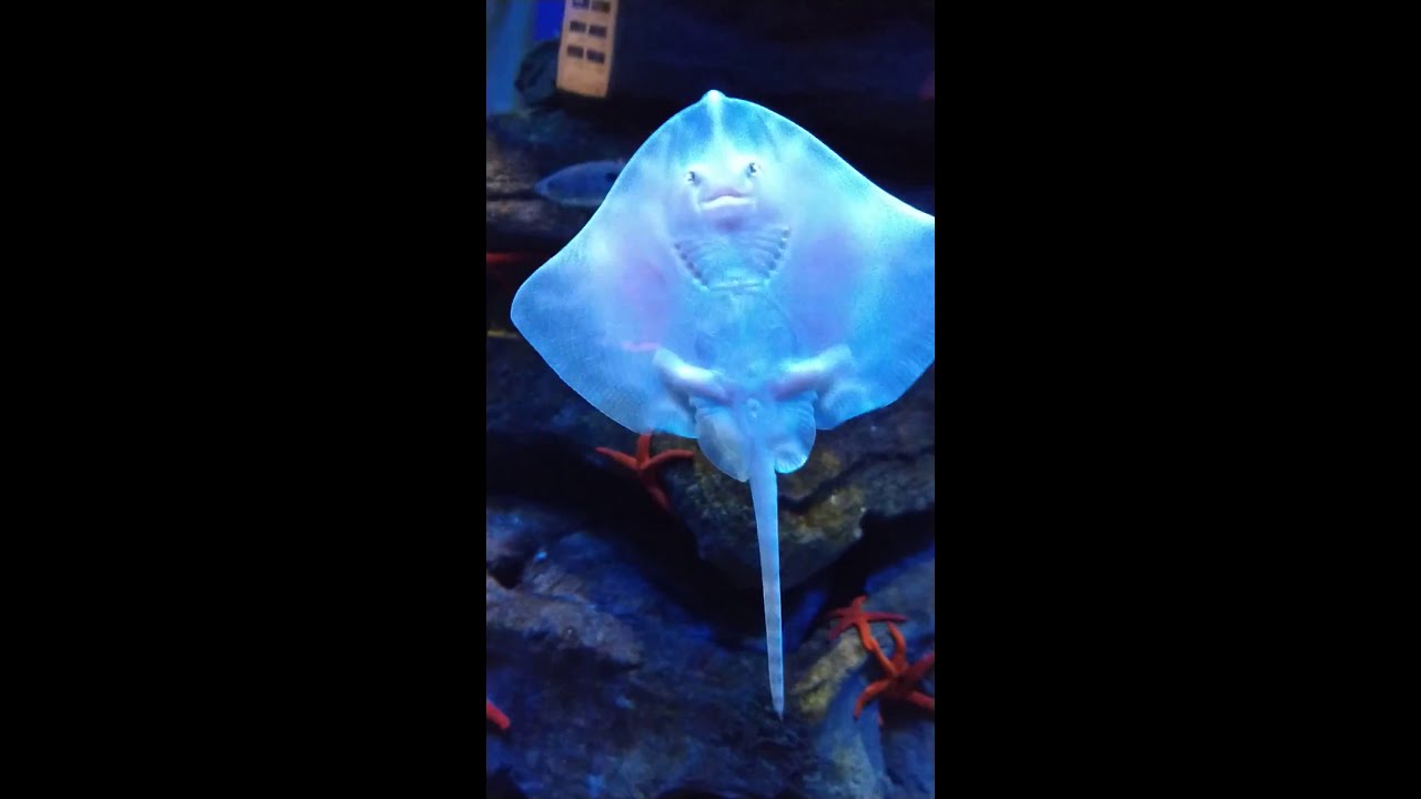 Cute Baby Stingrays