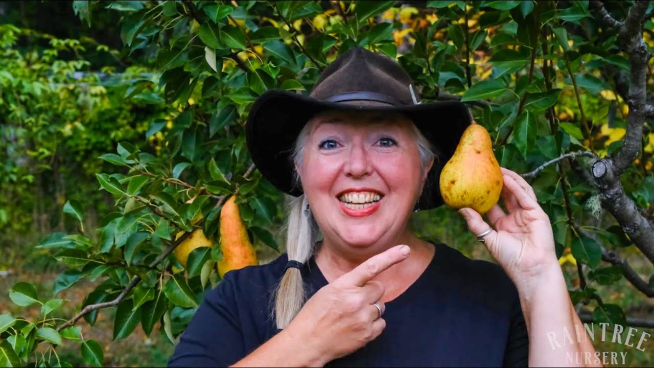 Raintree Nursery Fruit Feature: Orcas Pears! - YouTube