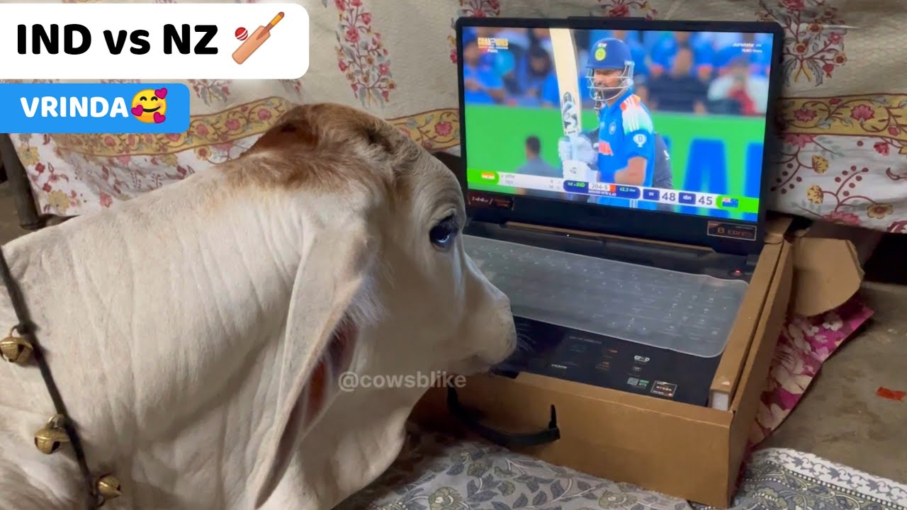 Vrinda😍(Baby Cow) Reaction to India vs NZ ICC Trophy 🏆 Cricket Match ...